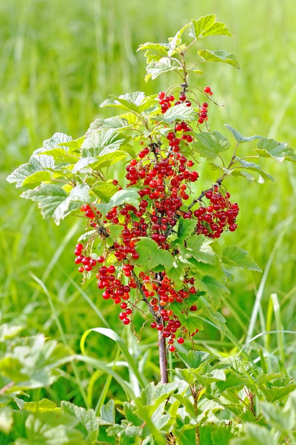 Red currant bush stock image. Image of nature, fruits - 20572231