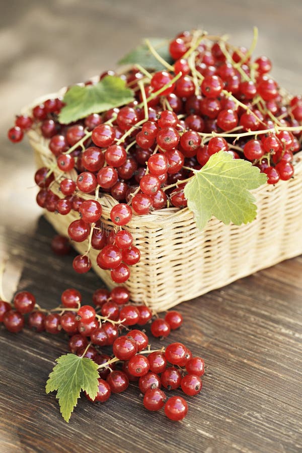 Redcurrants in basket stock image. Image of healthy, basket - 26119971