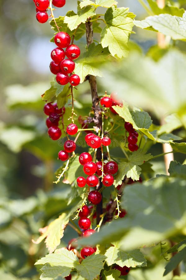 Red currants stock image. Image of growth, leaf, color - 26521165