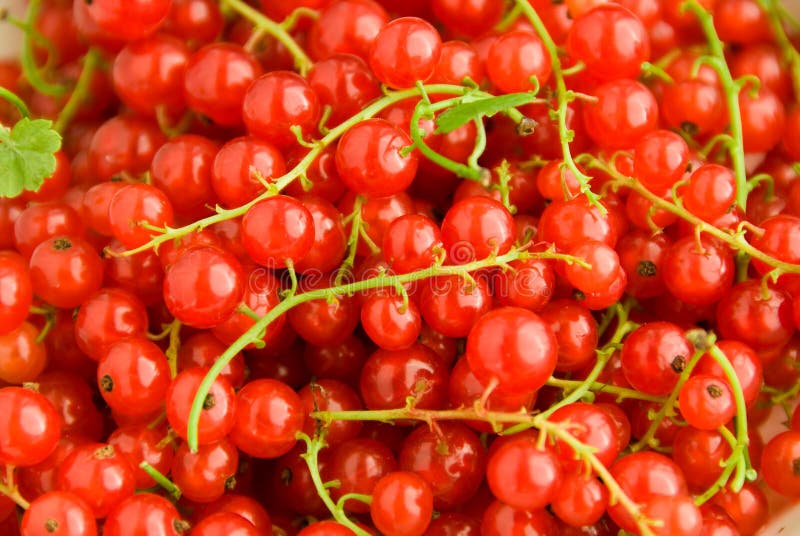 Red currants stock image. Image of market, redcurrants - 5613453