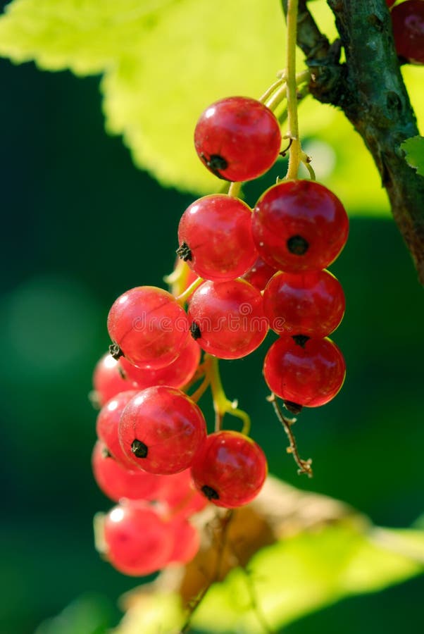 Red currant stock photo. Image of agriculture, macro - 20471946