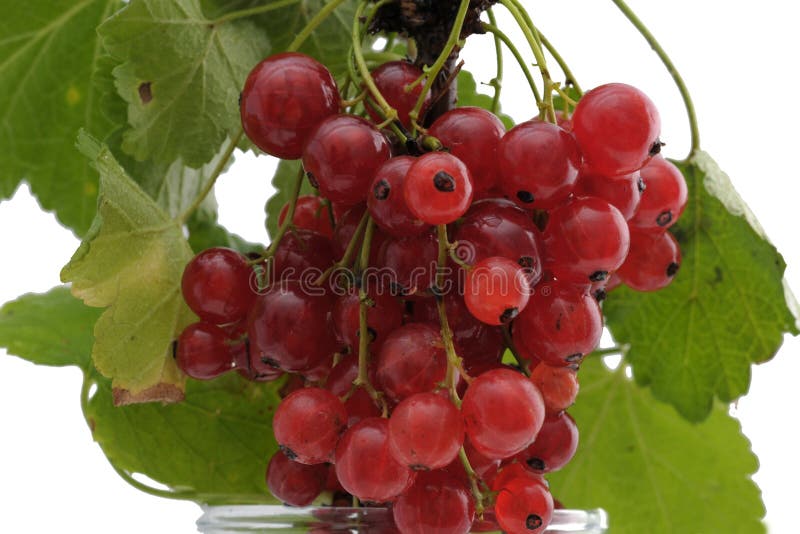 Red Currants stock photo. Image of juicy, currants, edible - 5954692