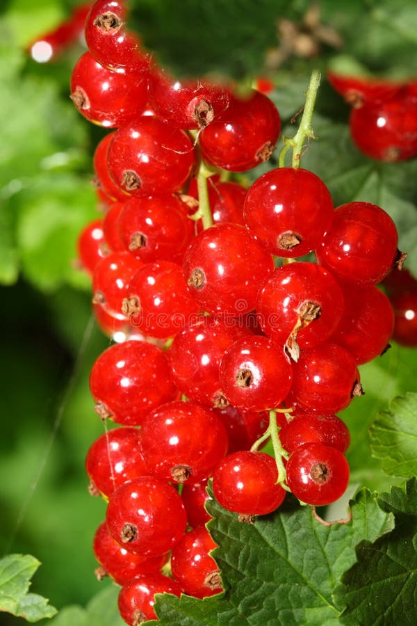 Red currant stock photo. Image of juicy, gardening, fresh - 20991566