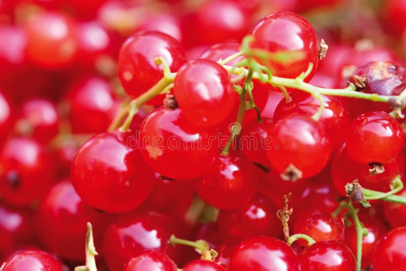 Red currants 1 stock image. Image of fruit, currant, juice - 1288215