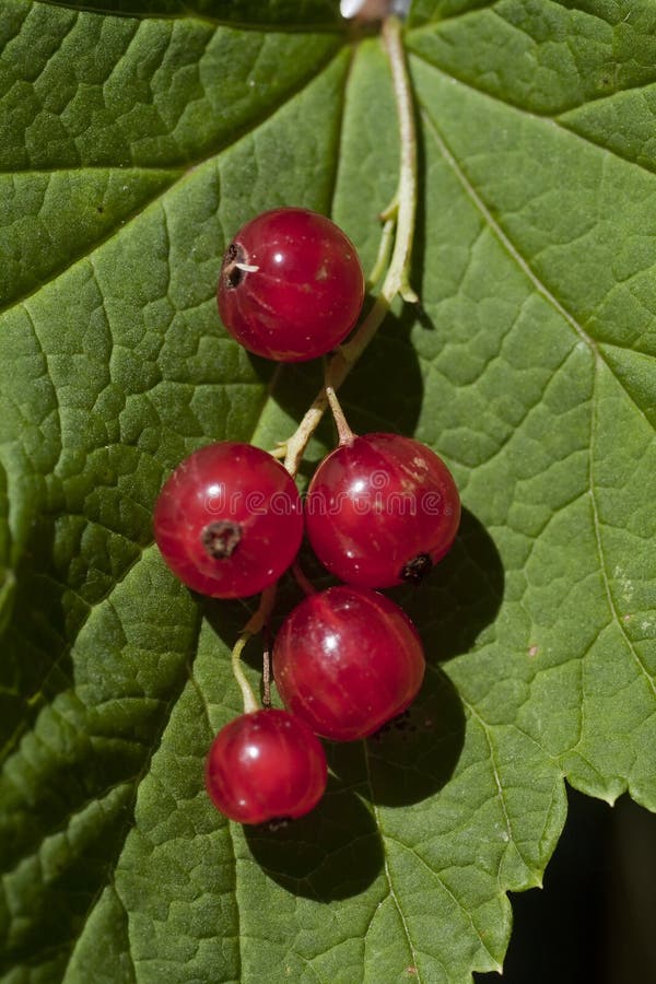 Red currants stock image. Image of leaf, currant, sour - 37179733