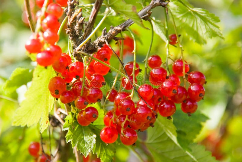 Red currants on branch stock photo. Image of beauty, autumn - 10313640