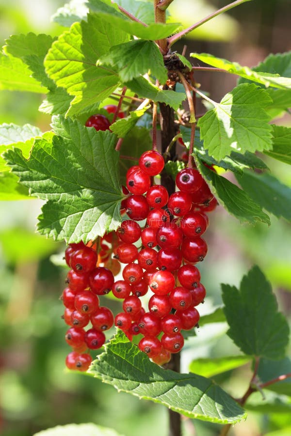 Red currant bush stock image. Image of nature, fruits - 20572231
