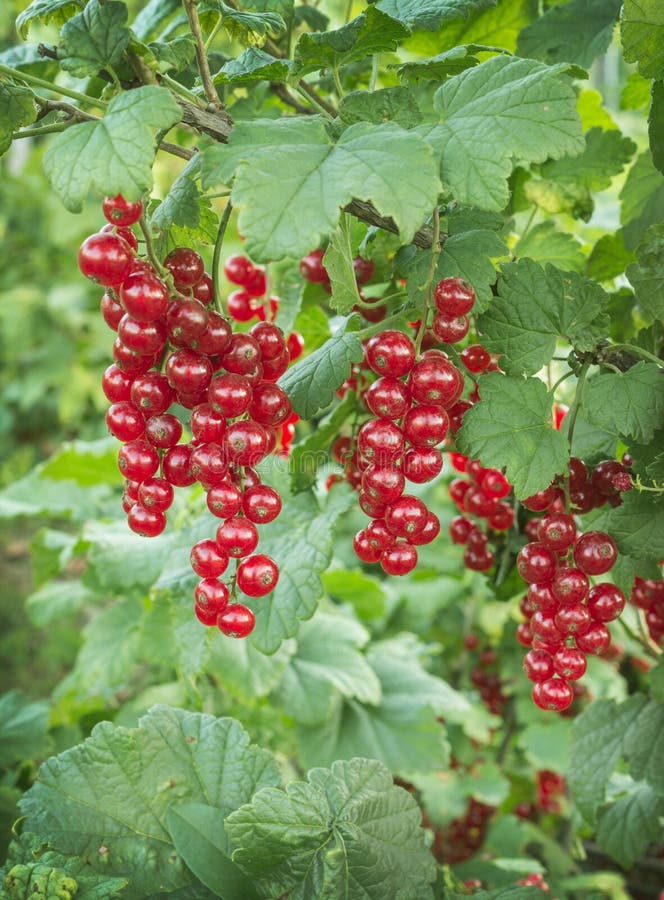 Red currants on a branch stock photo. Image of food, leaf - 42514280