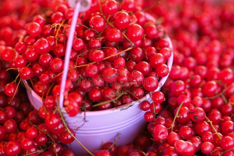 Red currants stock image. Image of bucklet, currant - 344564903