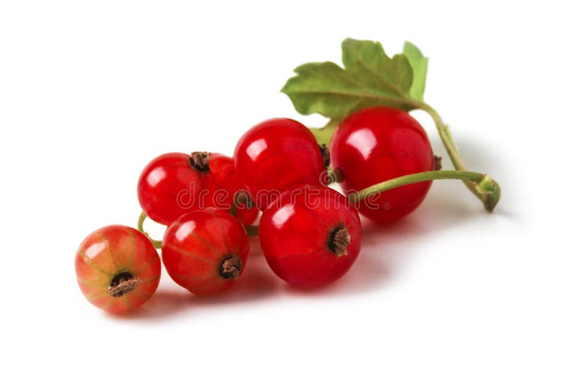 Red currants stock photo. Image of currants, freshness - 267909872