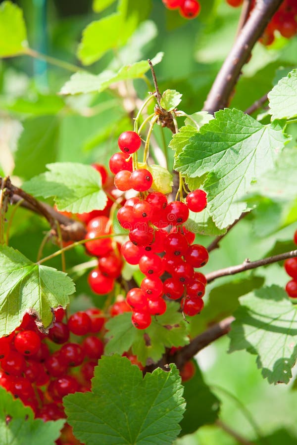 Red currants stock image. Image of season, foliage, leaf - 32226449