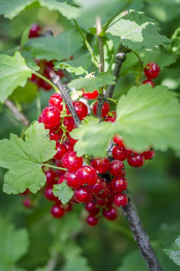 Red currants on the bush stock photo. Image of redcurrant - 20467622