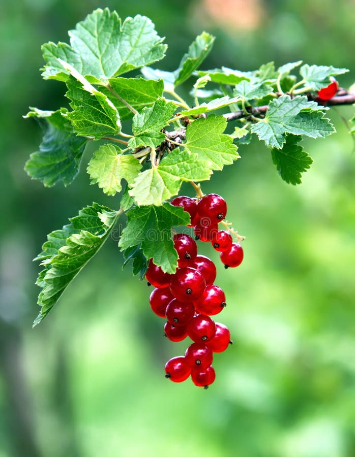 Red currant stock image. Image of currant, jelly, ingredient - 1600451