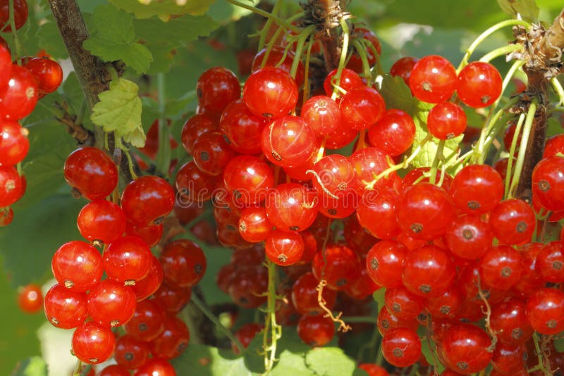 Red currants stock photo. Image of natural, currant, grapes - 33583270