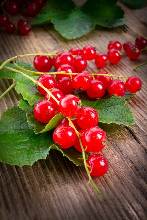 Red currants stock image. Image of lifestyle, fruit, currant - 32864171