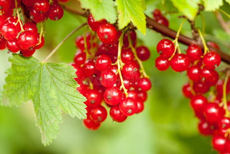 Red currants in the garden stock photo. Image of freshness - 27638522