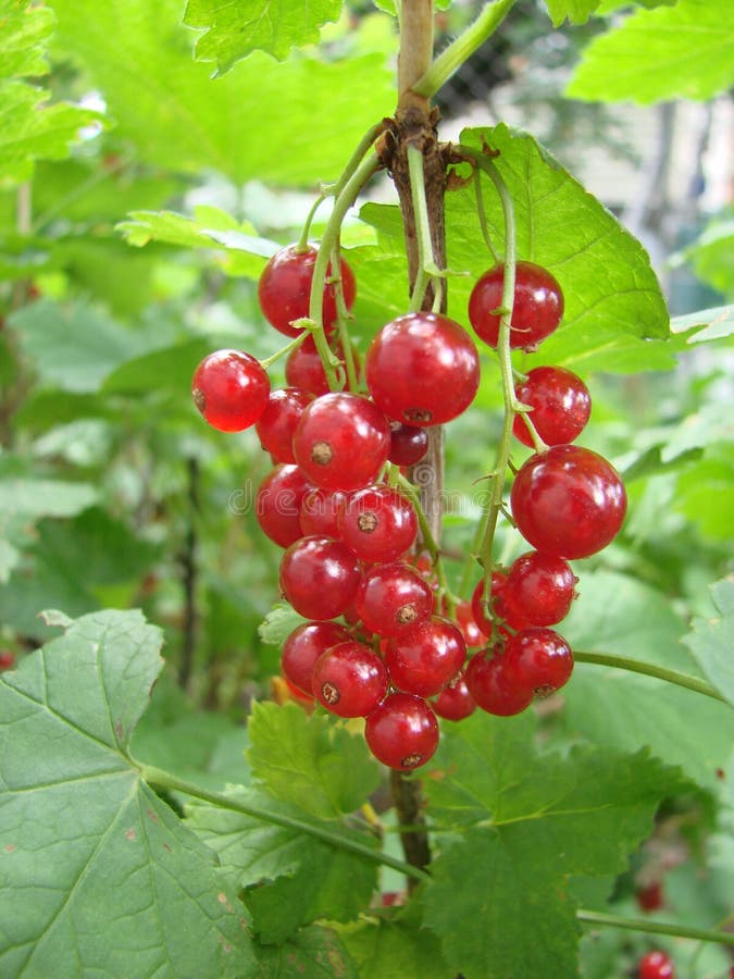 Red currants in the garden stock photo. Image of freshness - 27638522