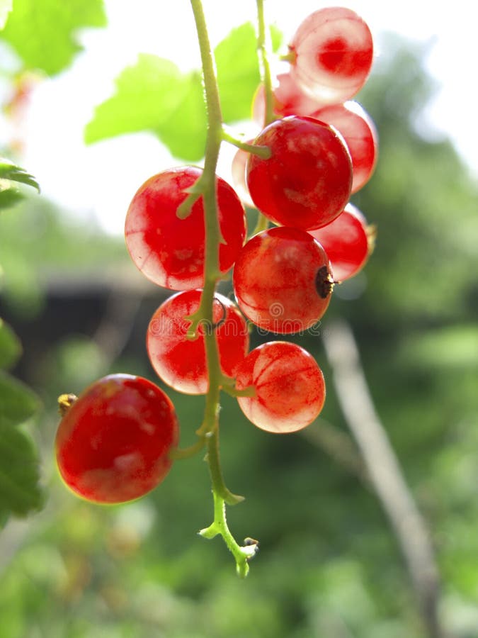 Red currants in the garden stock photo. Image of bush - 33031206