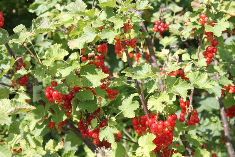 Red currants in the garden stock photo. Image of vegetarian - 151668344