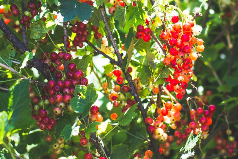 Red currants in the garden stock photo. Image of food - 96839462