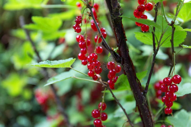 Red currants in the garden stock photo. Image of fruit - 119920658