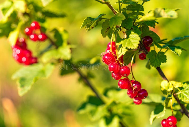Red Currants Growing on a Bush. Red Currant on a Shrub Stock Image ...