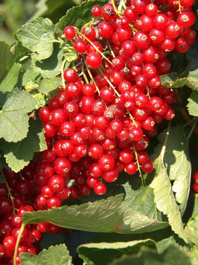 Red currants stock image. Image of cake, refresh, fruit - 32446035