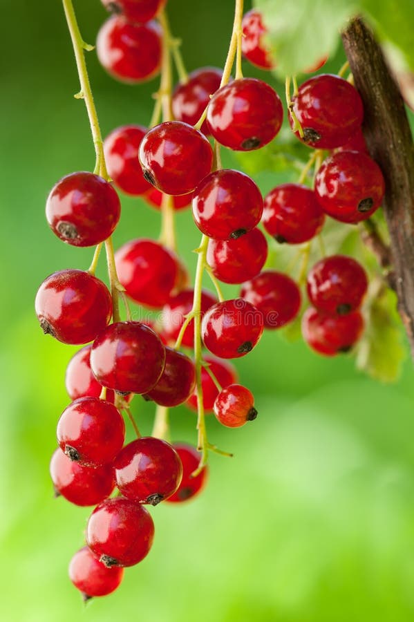 Red currants in the garden stock photo. Image of freshness - 27638522