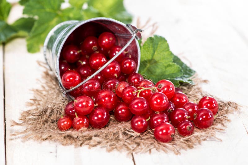 Red Currants stock photo. Image of season, healthy, harvested - 33636614
