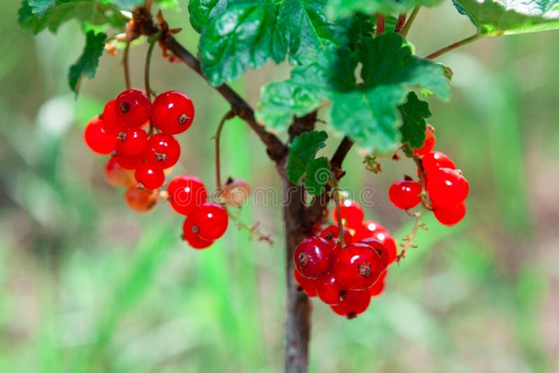 Growing Red Currants stock photo. Image of berry, cultivated - 213393948