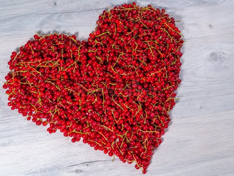 The Red Currants Were Plucked from the Bush and Piled in a Heap in the ...