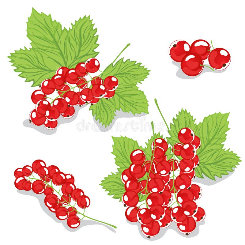 Red Currants on a White Background Stock Vector - Illustration of ...