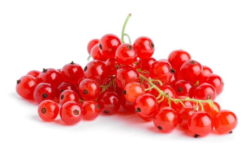 Single oak tree stock image. Image of rural, forest, meadow - 14456501