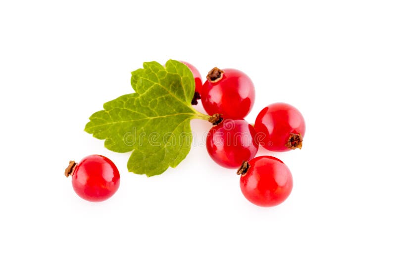 Red currants on white stock photo. Image of vitamin - 104975004
