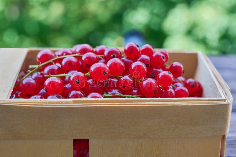 Red Currants in Wooden Container Stock Image - Image of natural, fresh ...