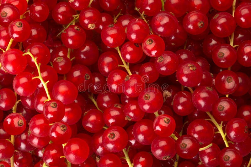 13,432 Red Current Photos - Free & Royalty-Free Stock Photos from ...