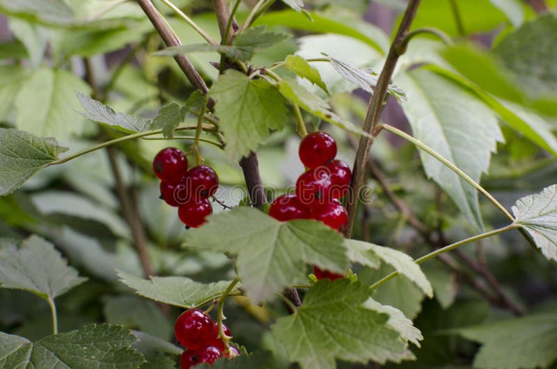 Red Current Berries Close Up Stock Photo - Image of nature, berry ...