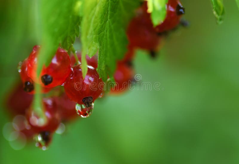 Red Current Berries and Leaves with Drops of Water on Green Background ...