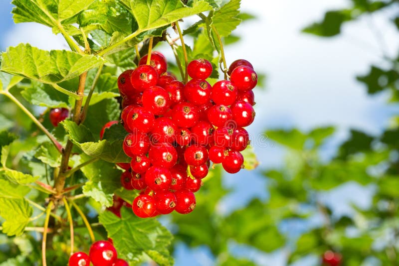 Red current on bush stock photo. Image of growth, grow - 57179254