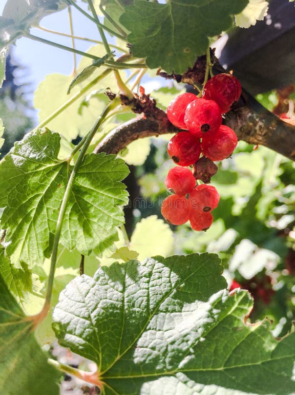 Red current stock photo. Image of flower, shine, green - 122135894