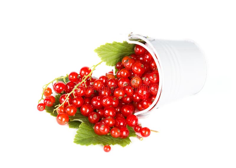 Red current stock photo. Image of green, background, current - 47675548