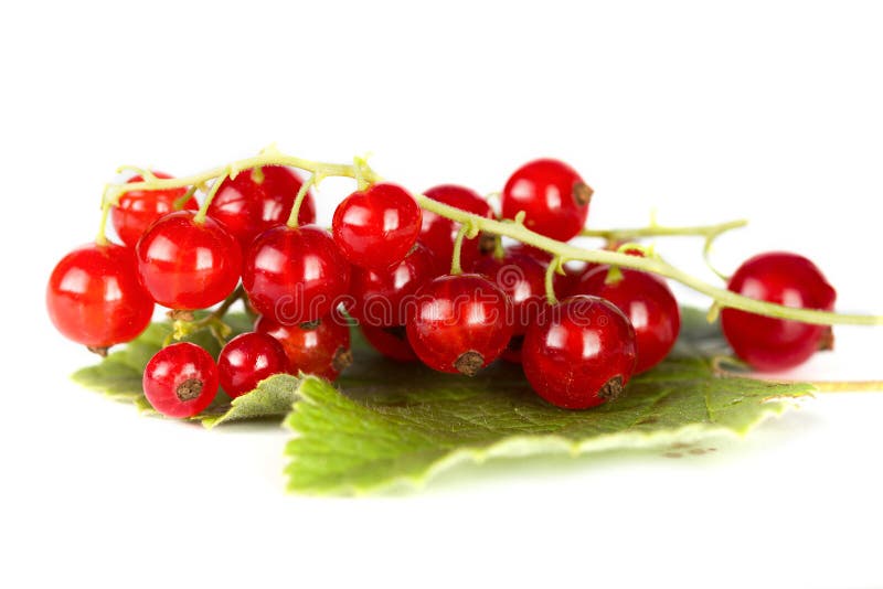 Red current stock photo. Image of gardening, fresh, branch - 47675568