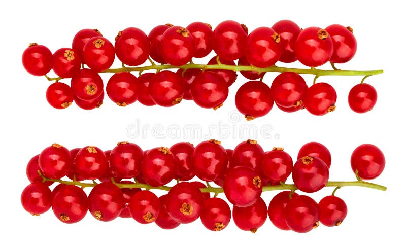 Red current stock image. Image of juicy, currents, cluster - 140717497