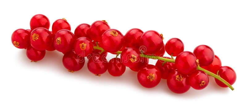 Red current stock image. Image of shiny, nutrient, round - 140717307