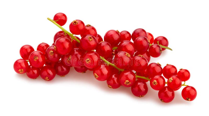 Red current stock image. Image of juicy, currents, cluster - 140717497