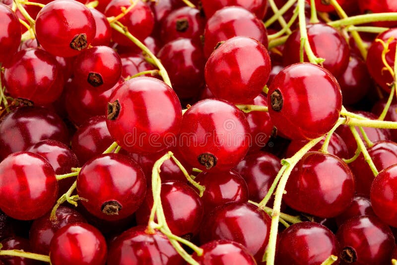 Red current stock photo. Image of tasty, beads, vivid - 167209084
