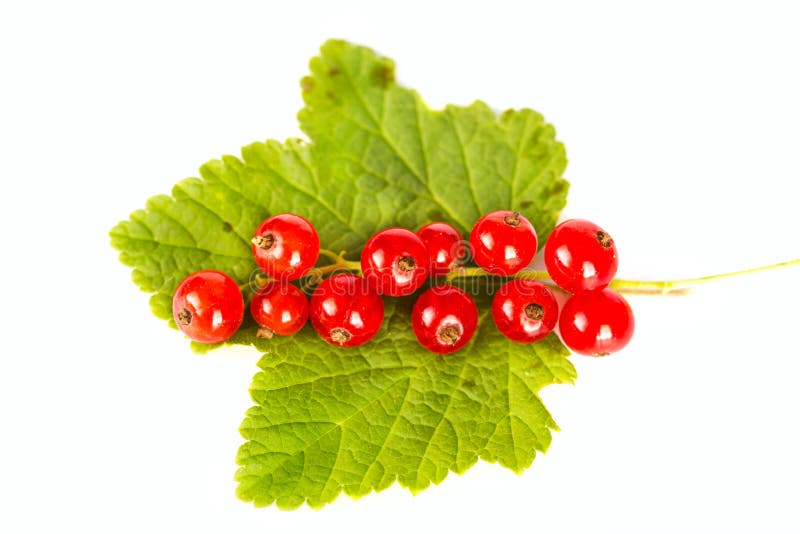 Red current stock photo. Image of cluster, diet, isolated - 39035284
