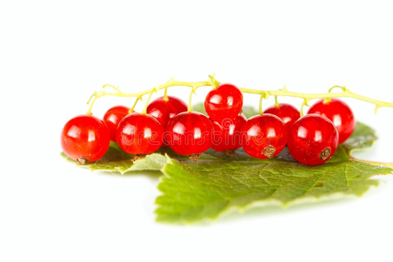 Red current stock photo. Image of macro, leaf, juicy - 39035306