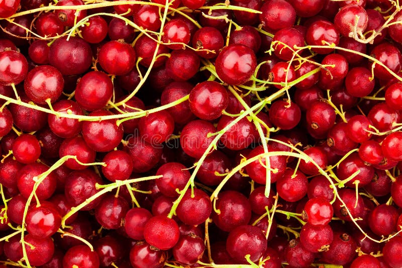 Red current stock photo. Image of cutout, closeup, fresh - 140717306