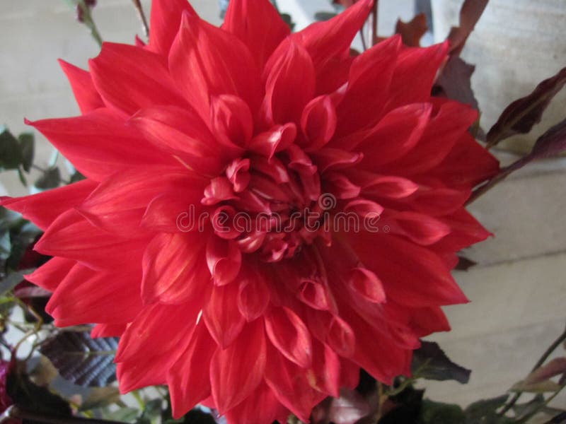 Red Beauty stock image. Image of flower, floral, beauty - 128382821
